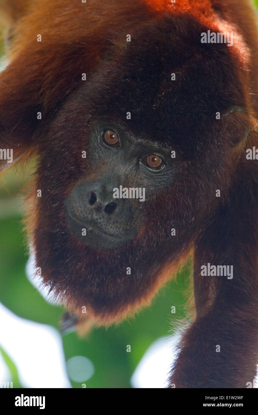 Howler hi-res stock photography and images - Alamy