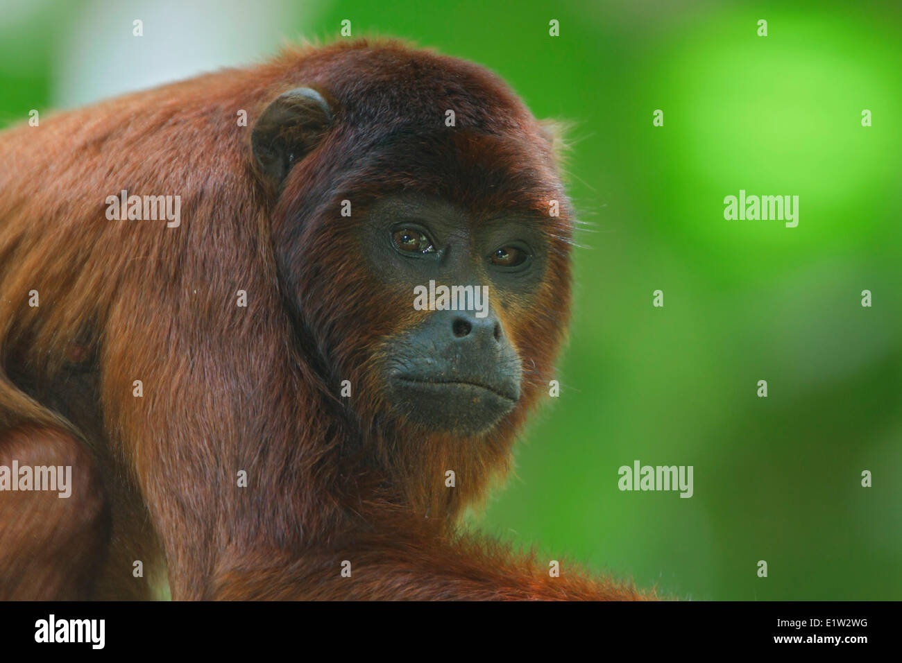 Red Howler Monkey Stock Photo - Alamy
