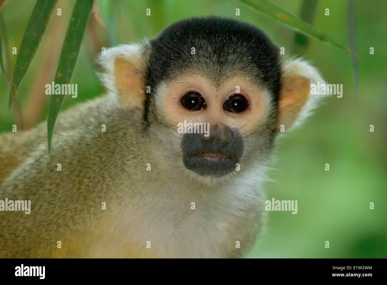 Focused Monkey High Resolution Stock Photography and Images - Alamy
