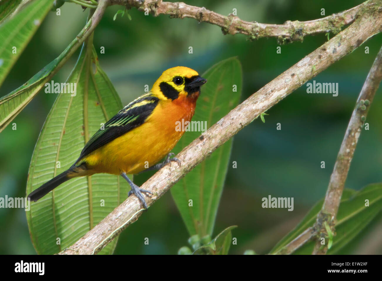 Tangara peru hi-res stock photography and images - Alamy