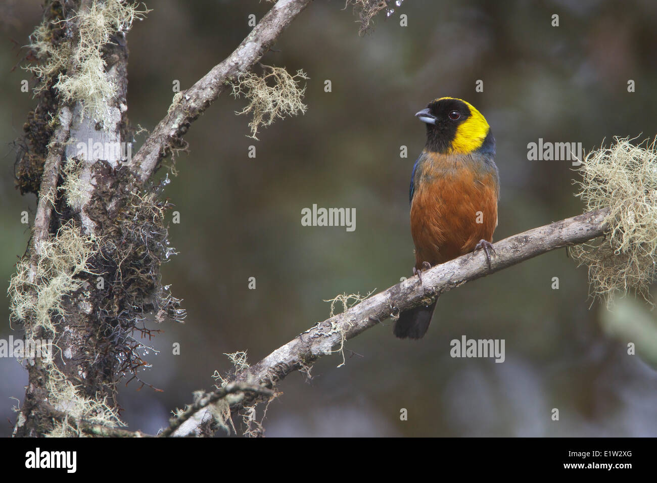 Golden collared tanager hi-res stock photography and images - Alamy