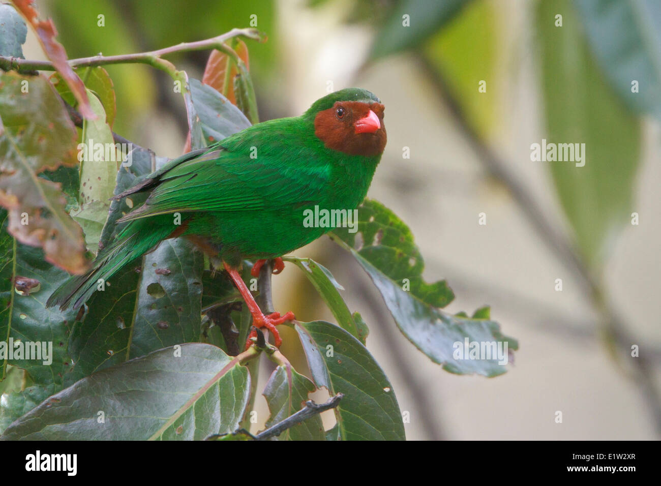 Grass green tanager chlorornis riefferii hi-res stock photography and ...