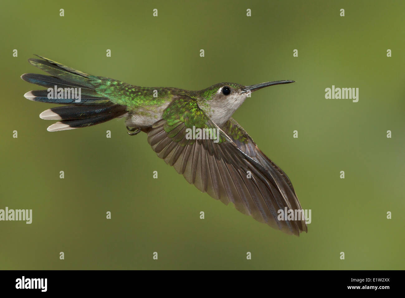 Gray breasted sabrewing hi-res stock photography and images - Alamy