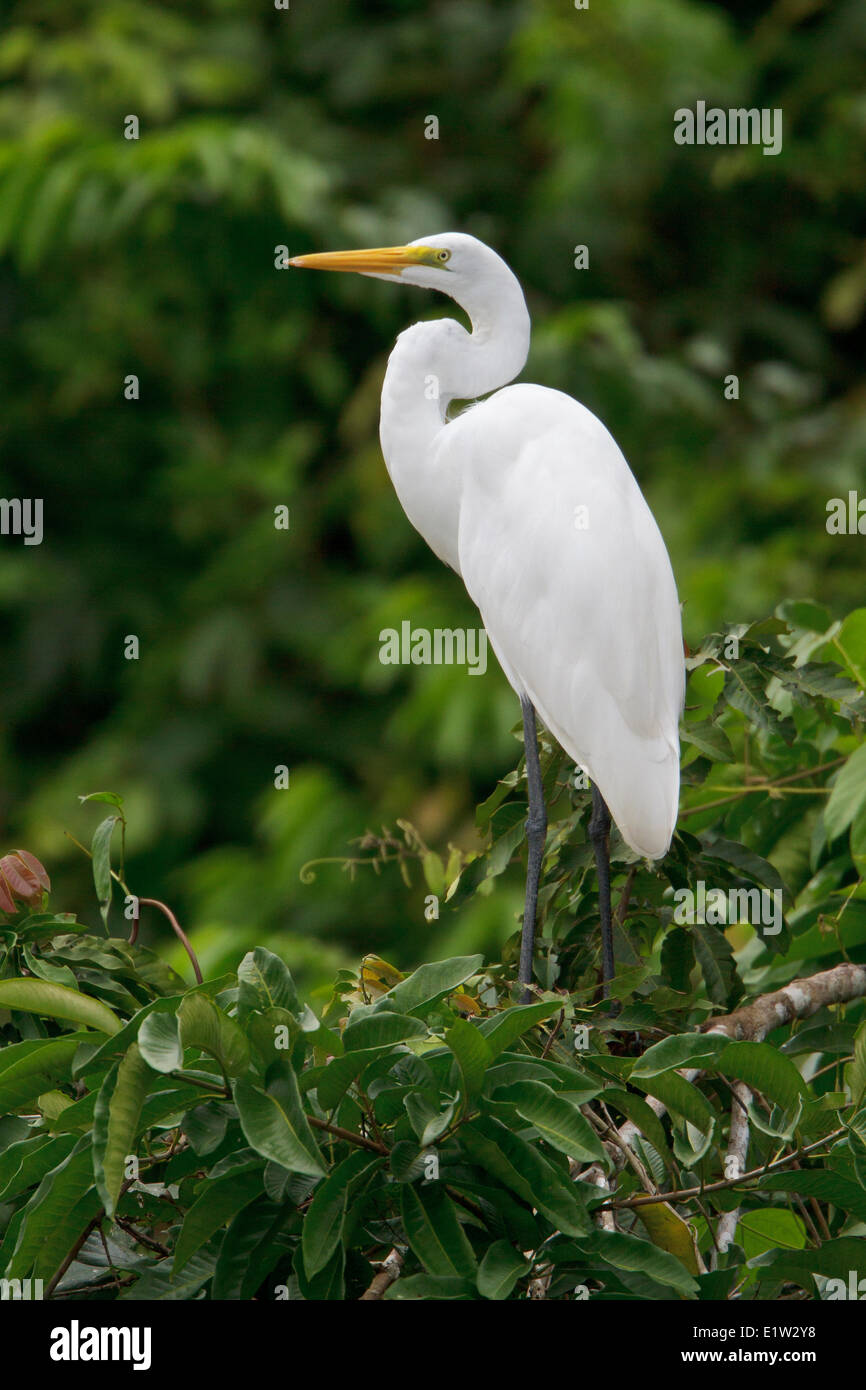Ardea alba in tree hi-res stock photography and images - Alamy