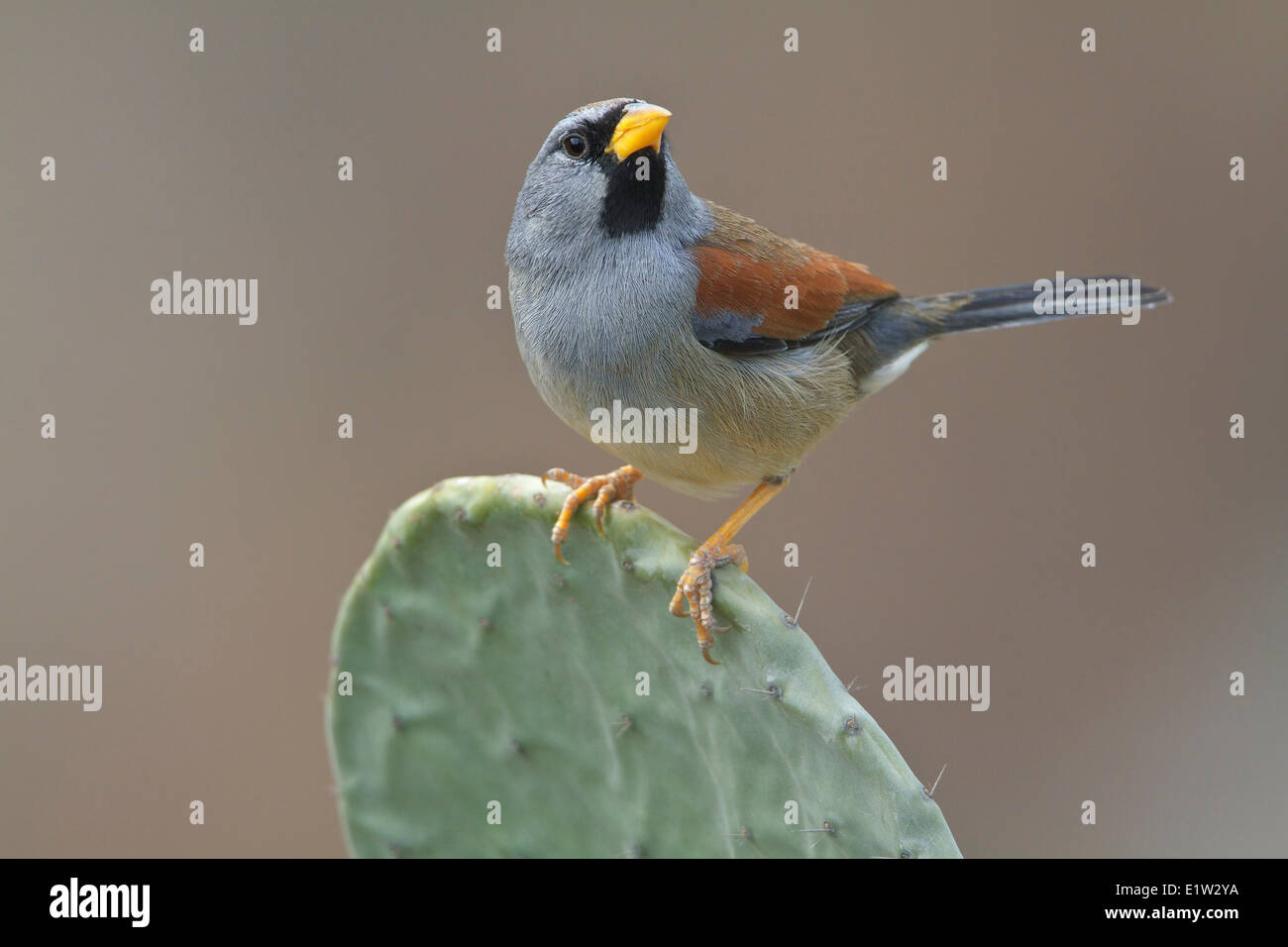 Inca finch hi-res stock photography and images - Alamy