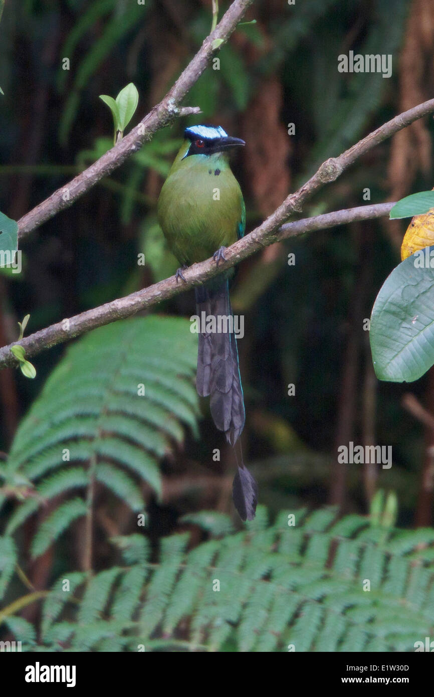 Highland Motmot (Momotus aequatorialis) perched on a branch in Peru ...