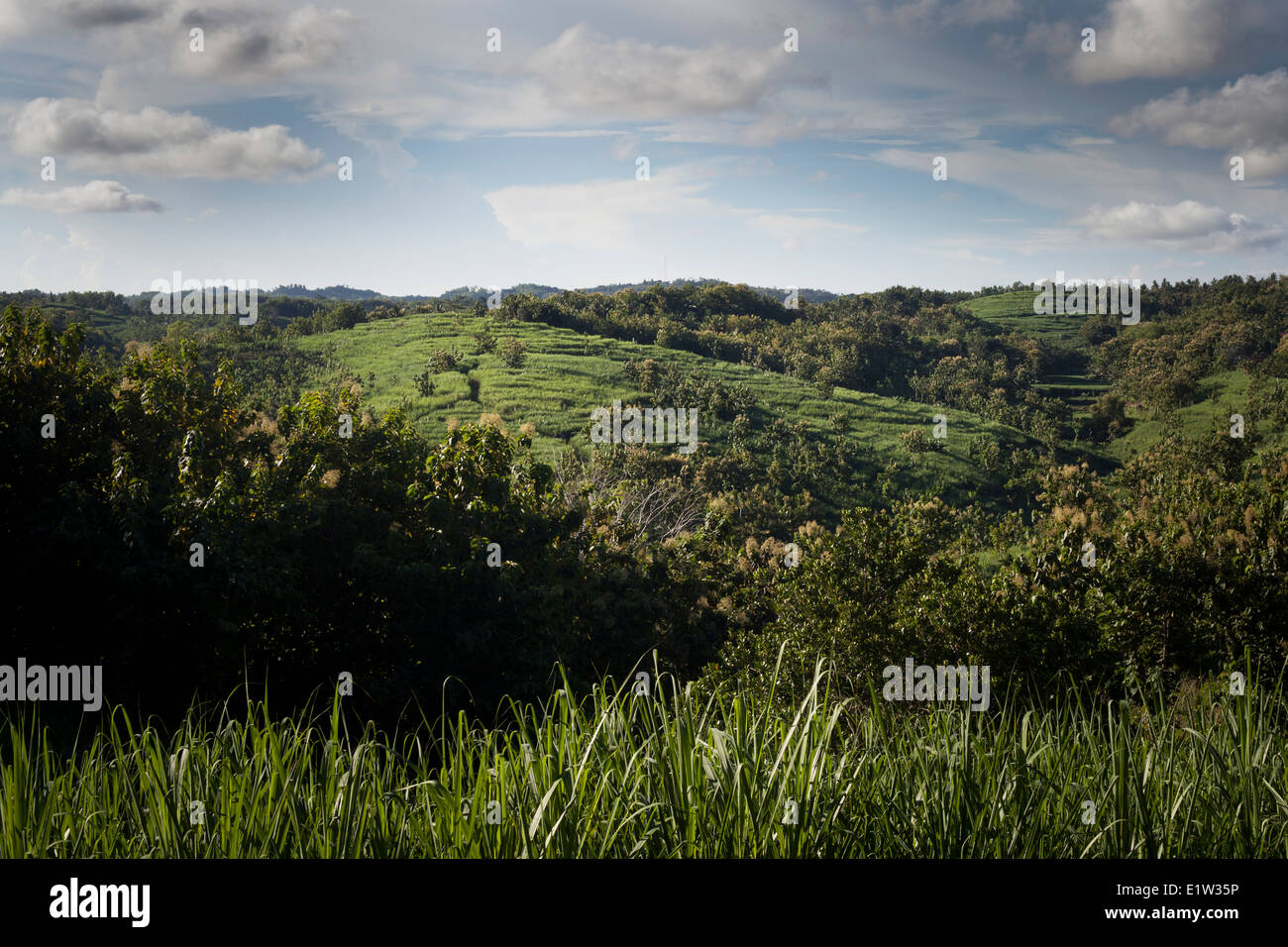Rolling hills in afternoon light, East Java, Indonesia Stock Photo - Alamy