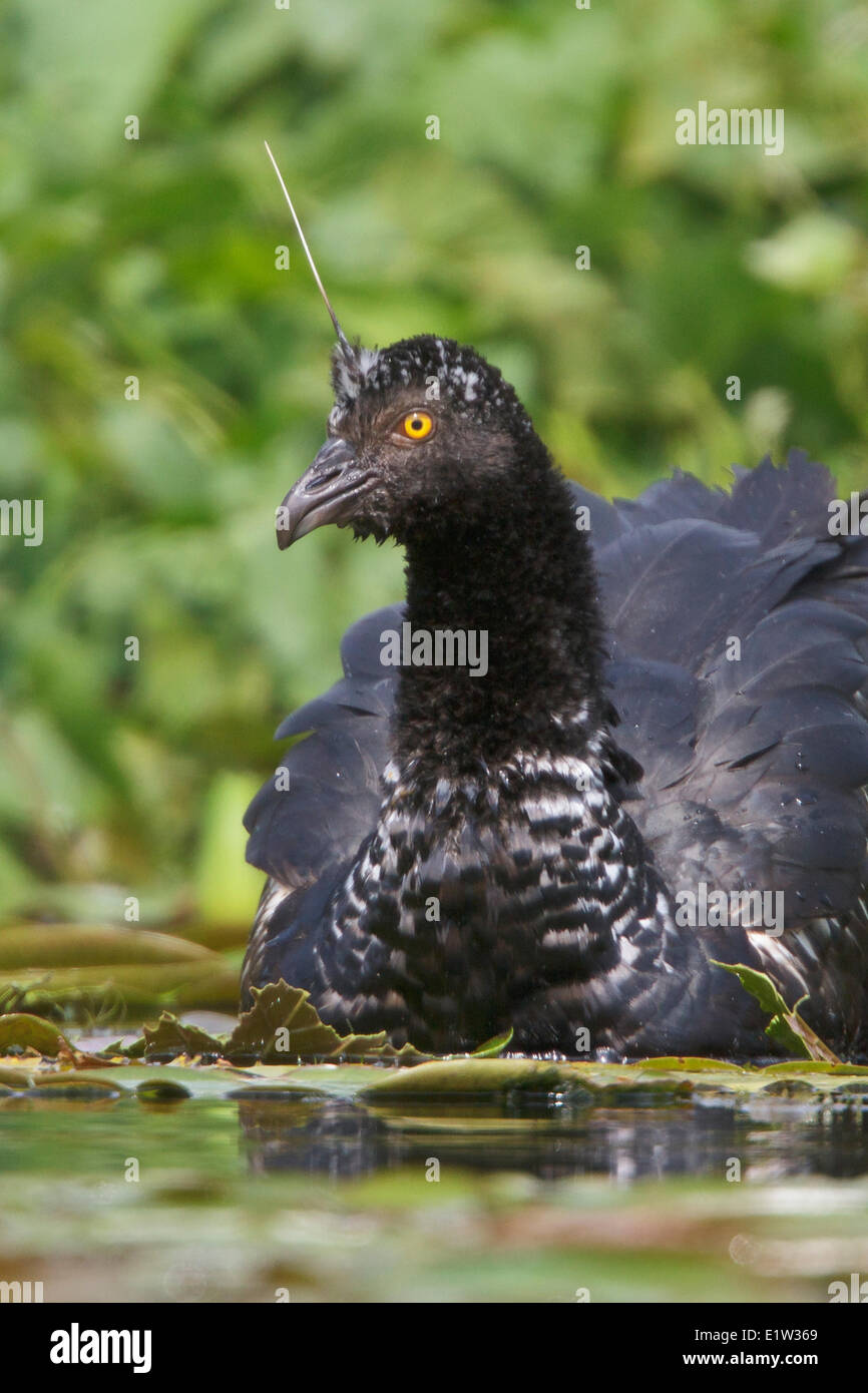 Horned Screamer (Anhima cornuta) feeding along the shoreline in Peru ...