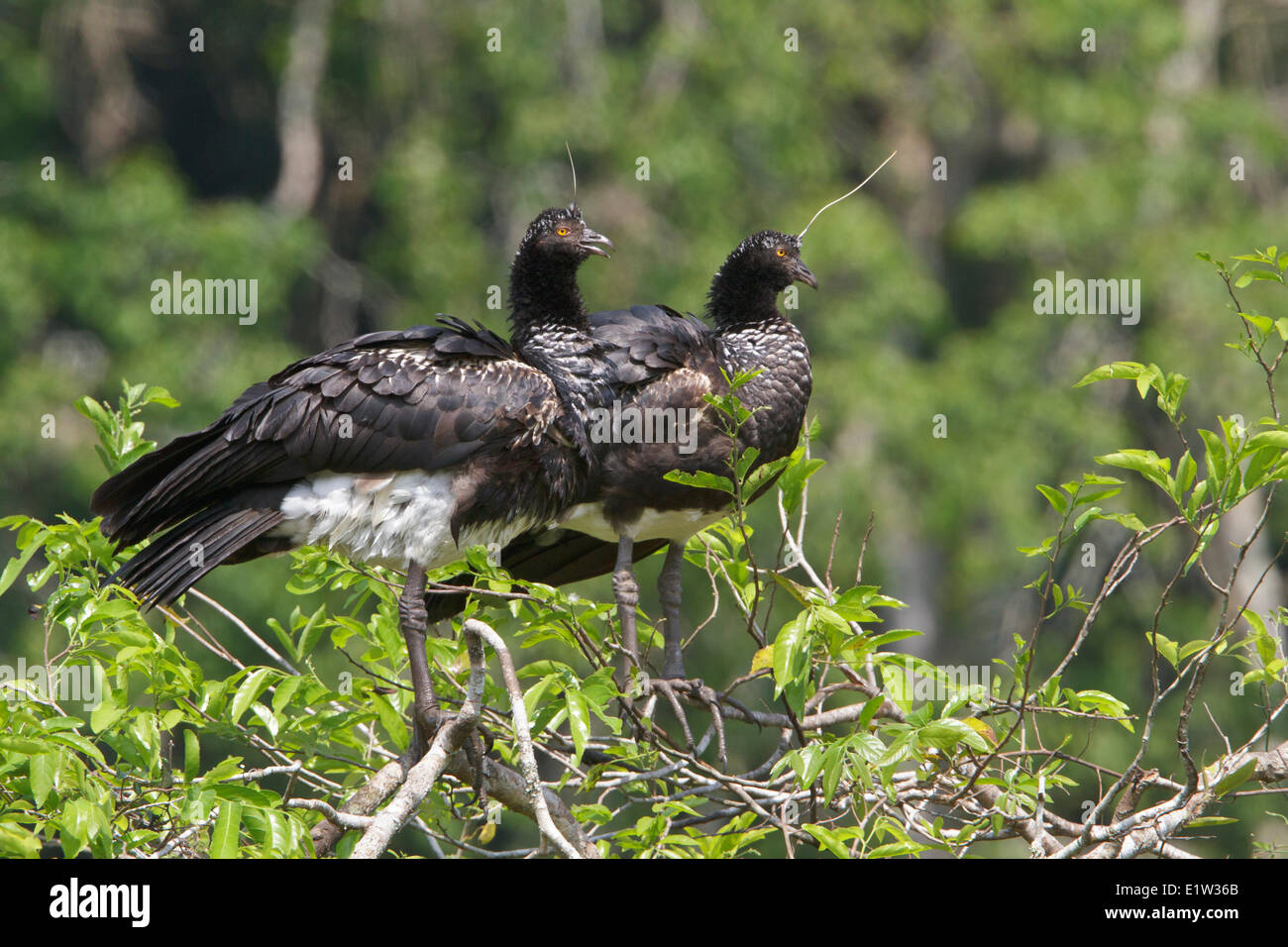 Horned Screamer (Anhima cornuta) feeding along the shoreline in Peru ...
