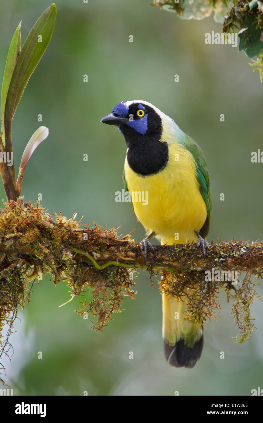 Inca tree hi-res stock photography and images - Alamy