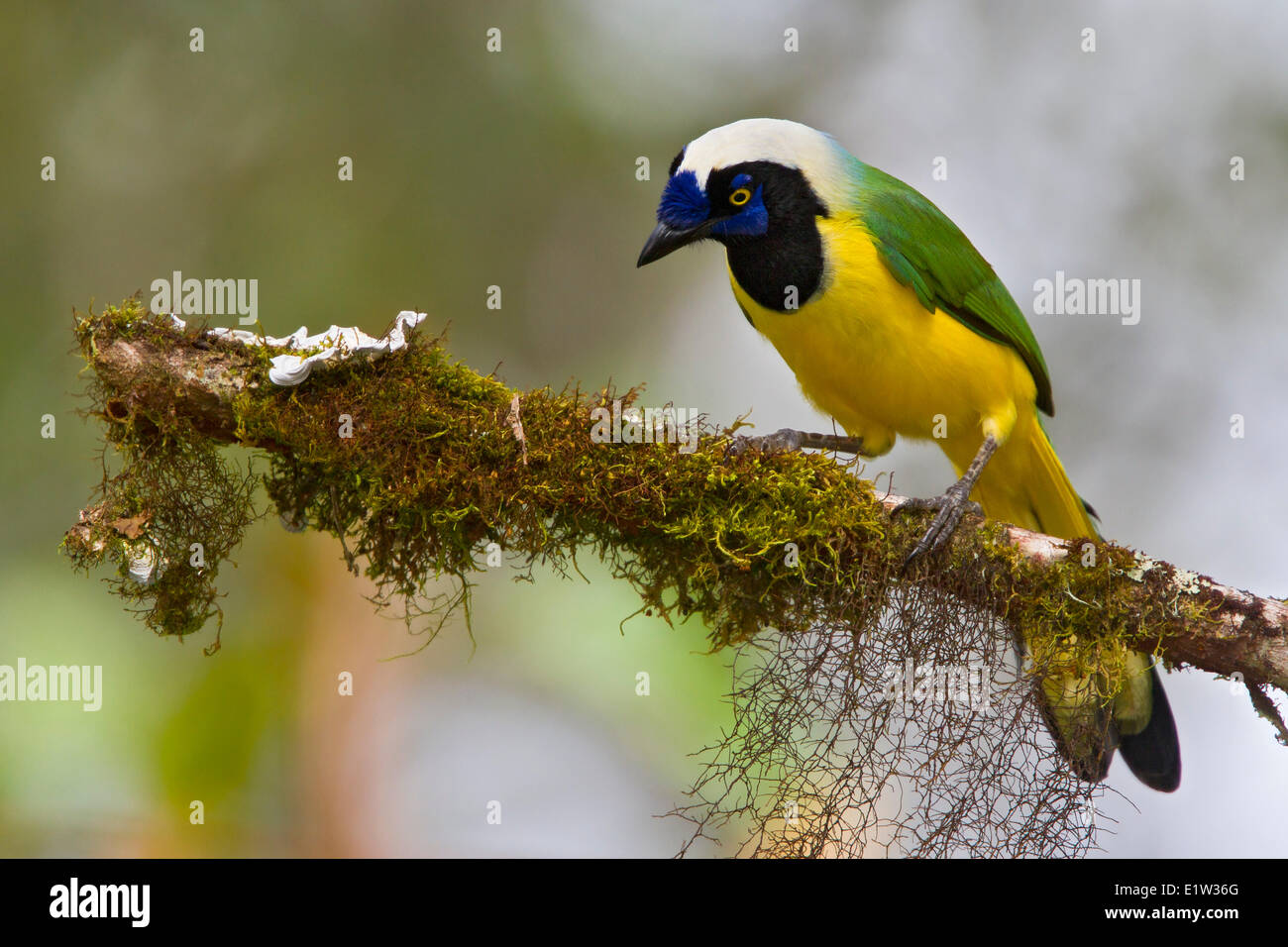 Inca tree hi-res stock photography and images - Alamy