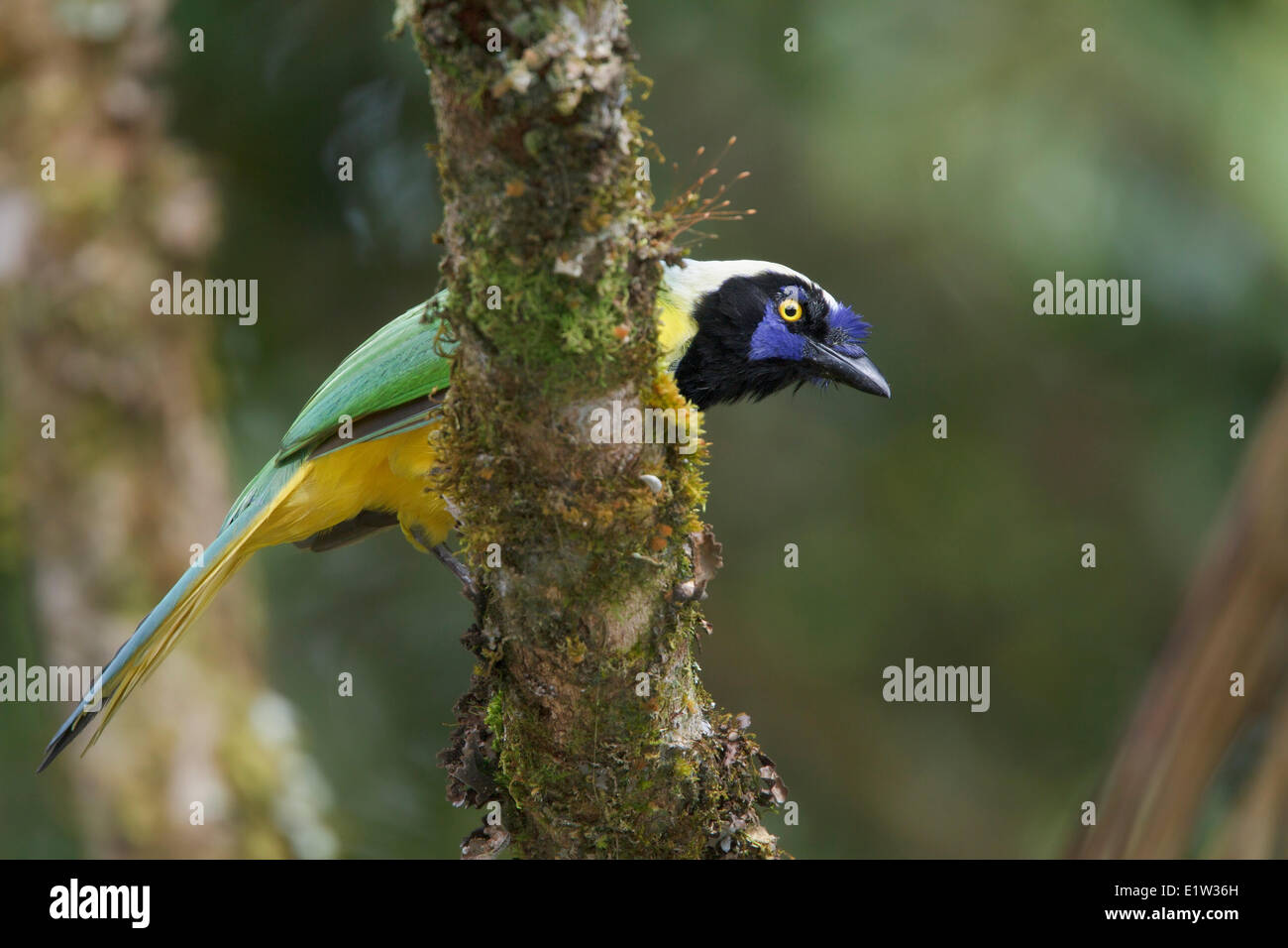 Inca Jay (Cyanocorax yncas) perched on a branch in Ecuador Stock Photo ...