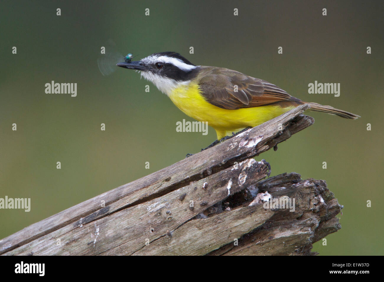 Lesser kiskadee pitangus lictor hi-res stock photography and images - Alamy