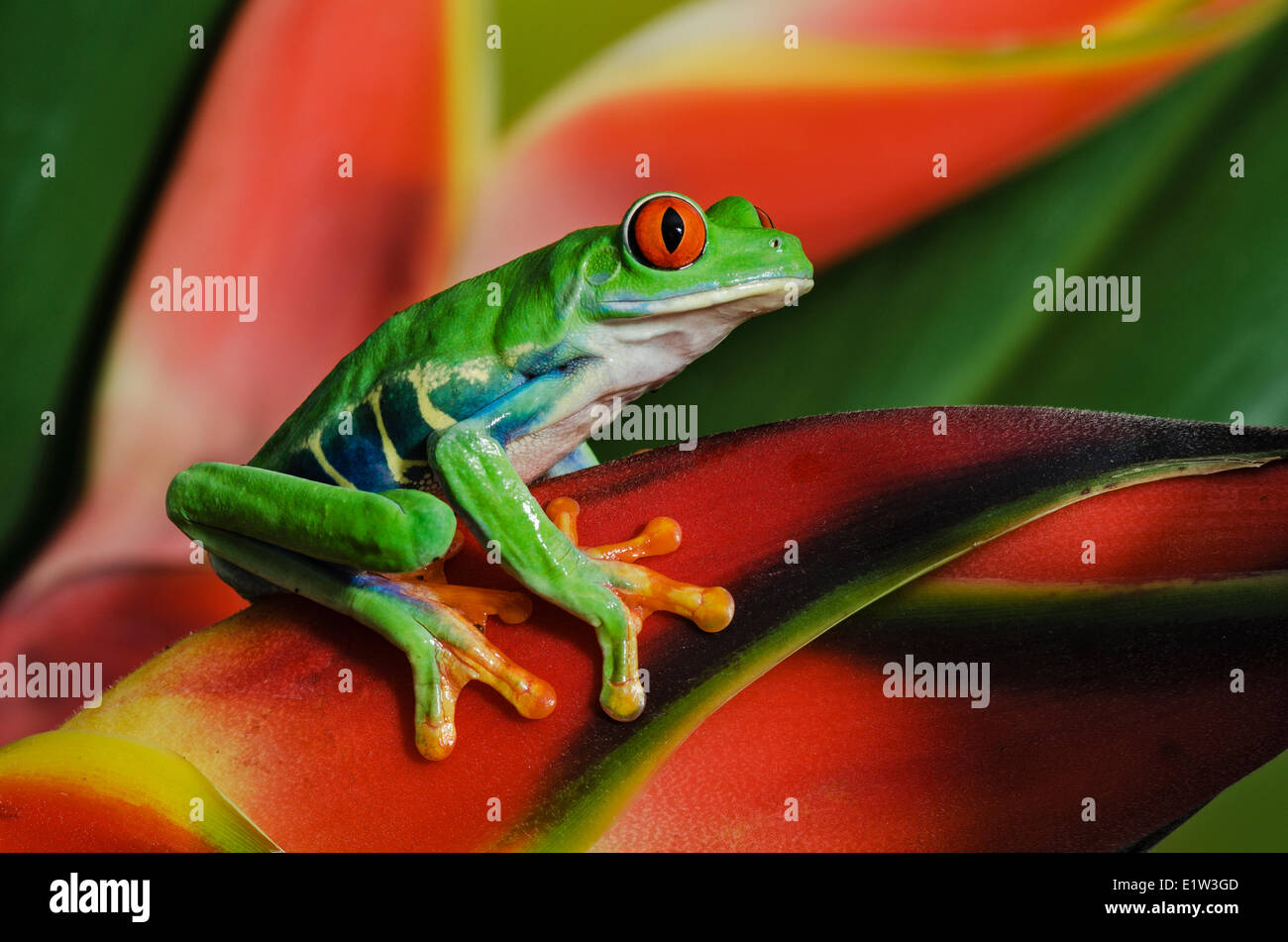Colorful Amphibians
