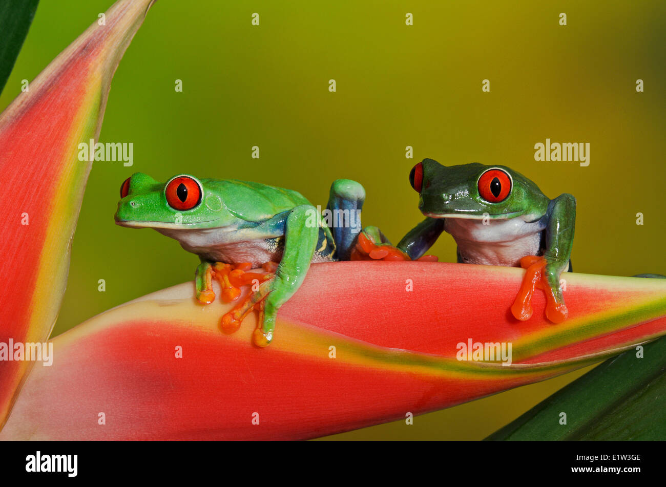 Red-eyed Tree Frog (Agalychnis callidryas) making direct eye contact ...