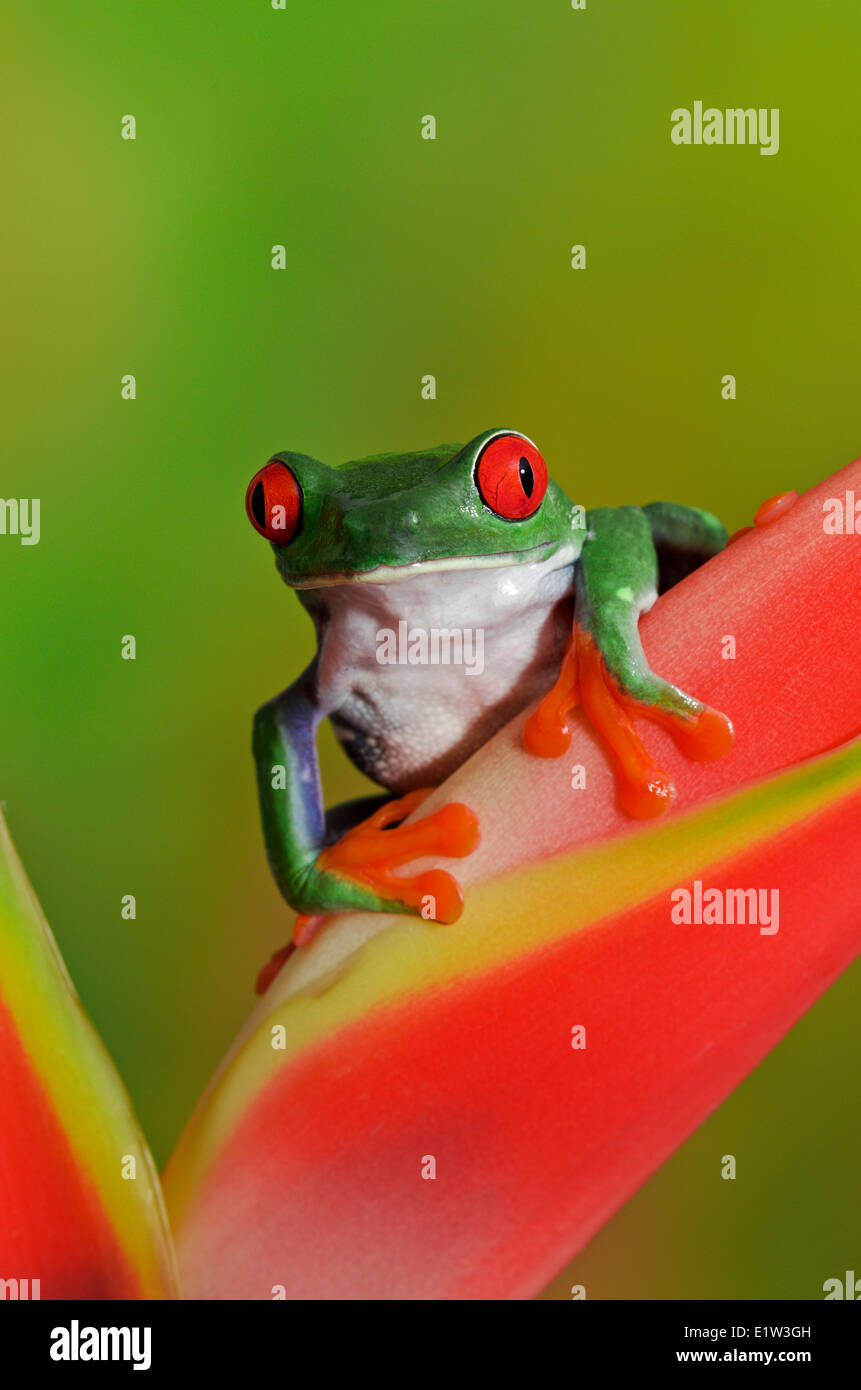 Toe sticky pads hi-res stock photography and images - Alamy