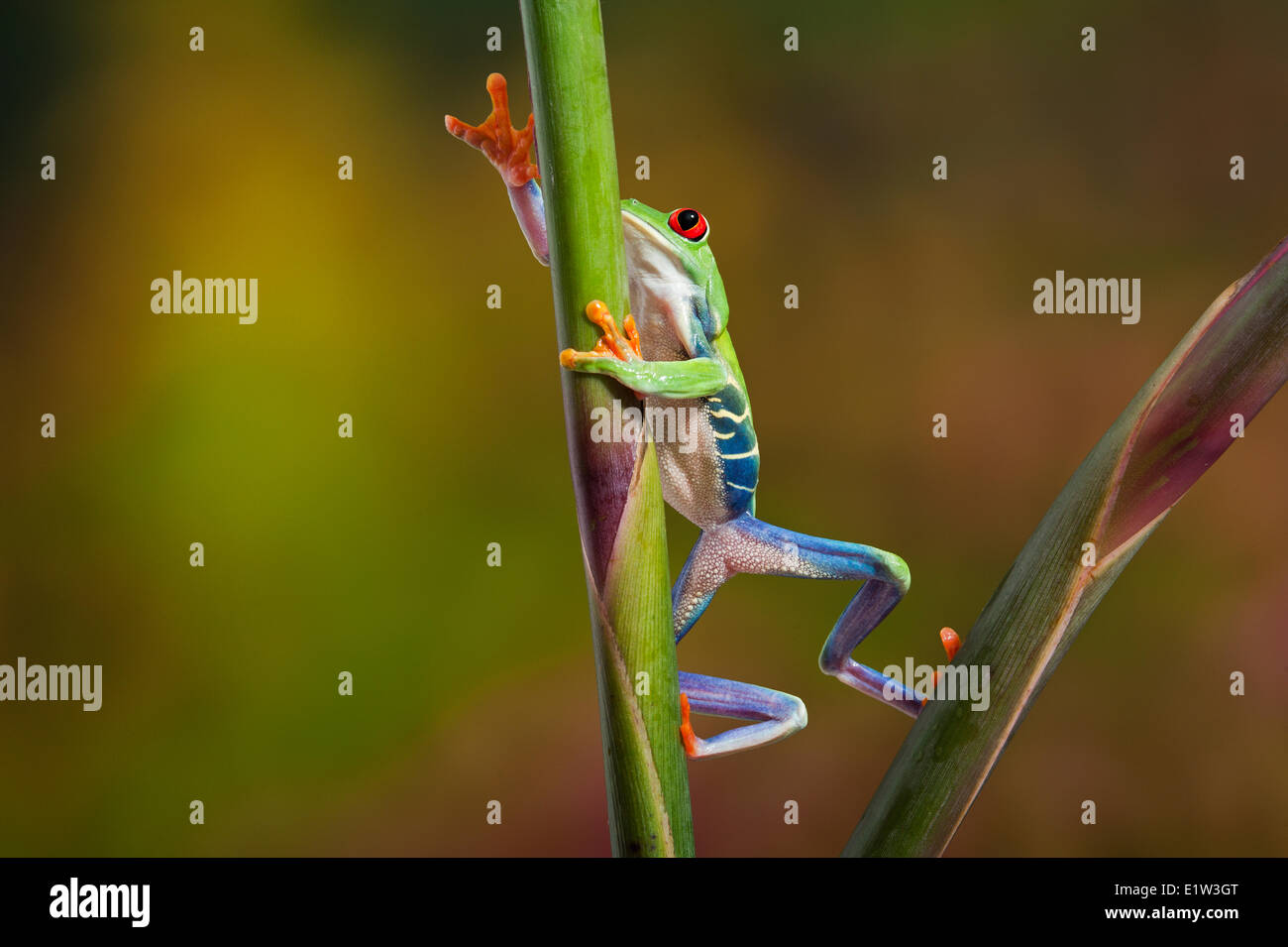 Red-eyed Tree Frog (Agalychnis callidryas) climbing tropical flower ...