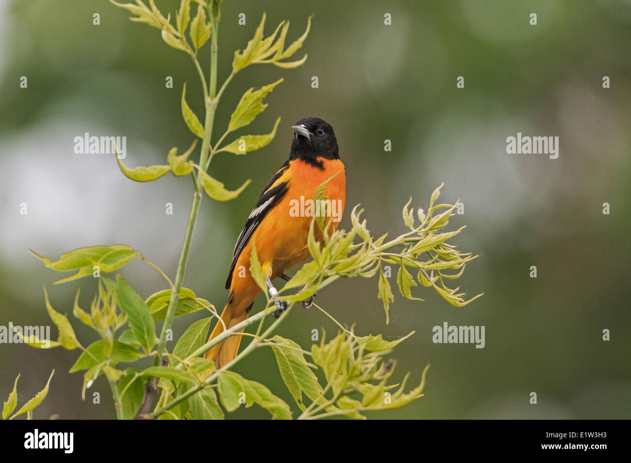 Baltimore Oriole (Icterus galbula) male in breeding plumage rests in ...