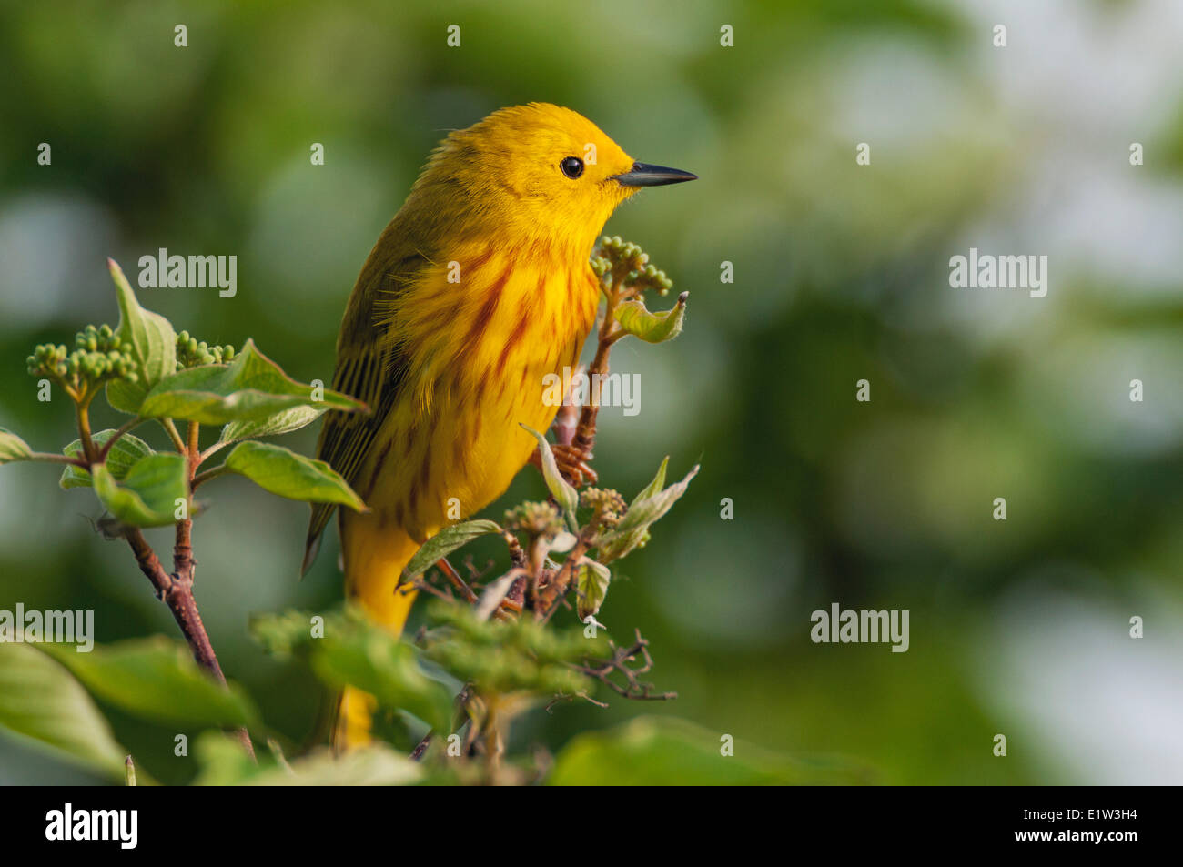Common bird of north america hi-res stock photography and images - Alamy