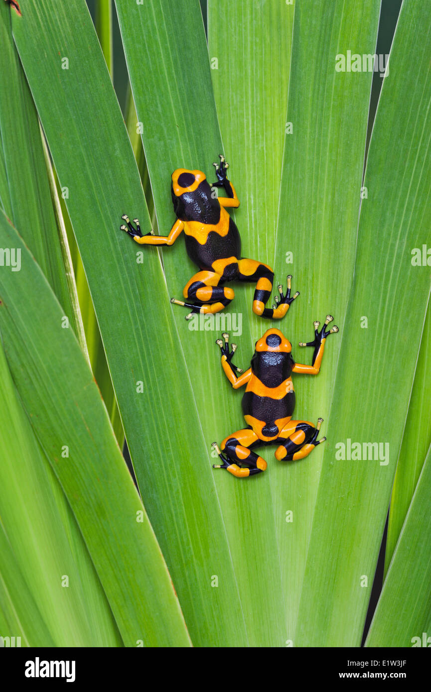 Bumblebee poison dart frog/Guyana Banded dart frog (Dendrobates ...