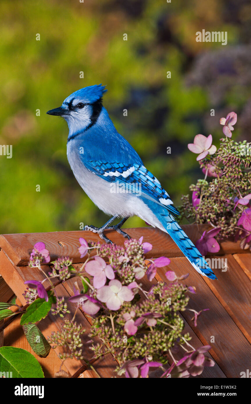 Blue Jay (Cyanocitta cristata) in backyard garden with hydrangeas ...