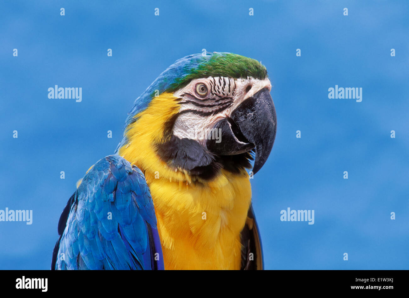 Fauna of paraguay hi-res stock photography and images - Alamy