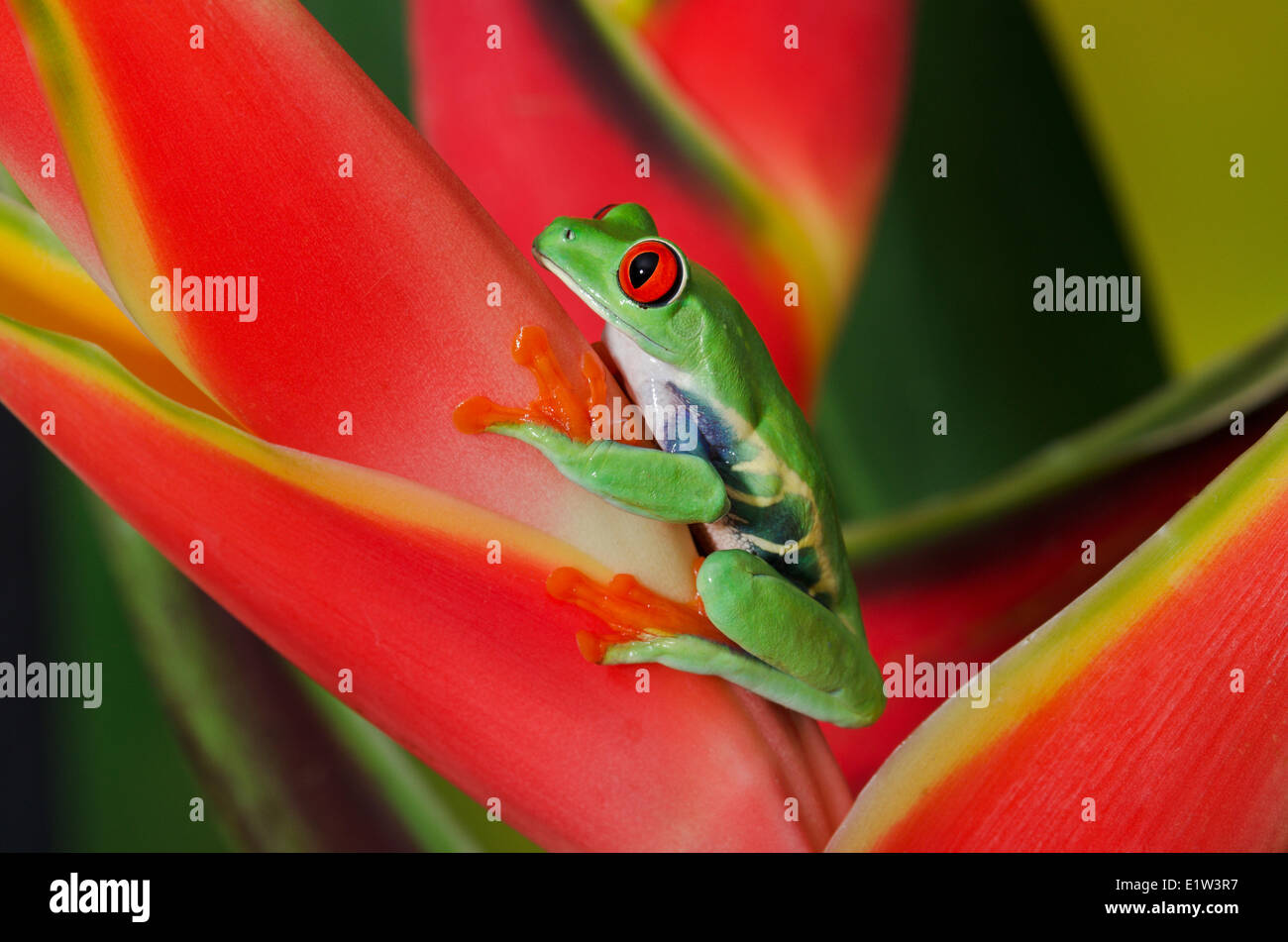 Red-eyed Tree Frog (Agalychnis callidryas) making direct eye contact ...