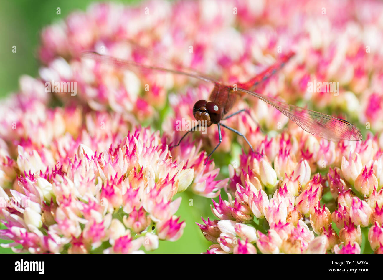 Dragonfly on blossom hi-res stock photography and images - Alamy