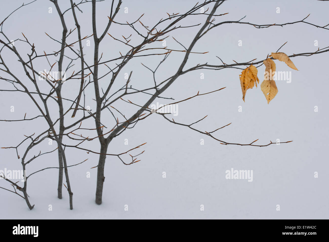 Beech in Winter, Ontario Stock Photo - Alamy