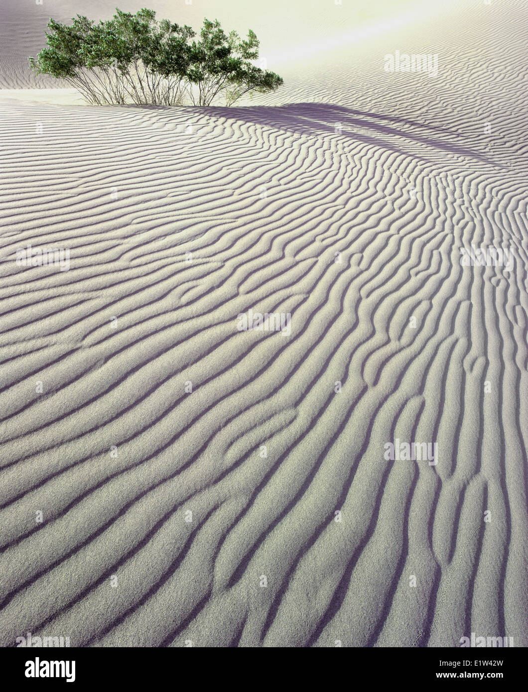 Death Valley Dune-scape Vert Stock Photo - Alamy