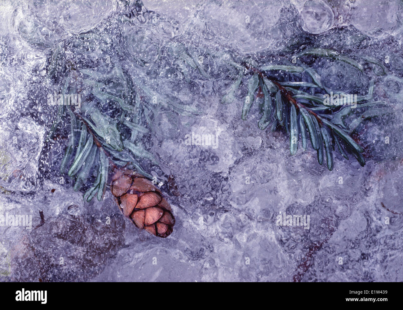 Fallen Larch cone in ice Stock Photo - Alamy