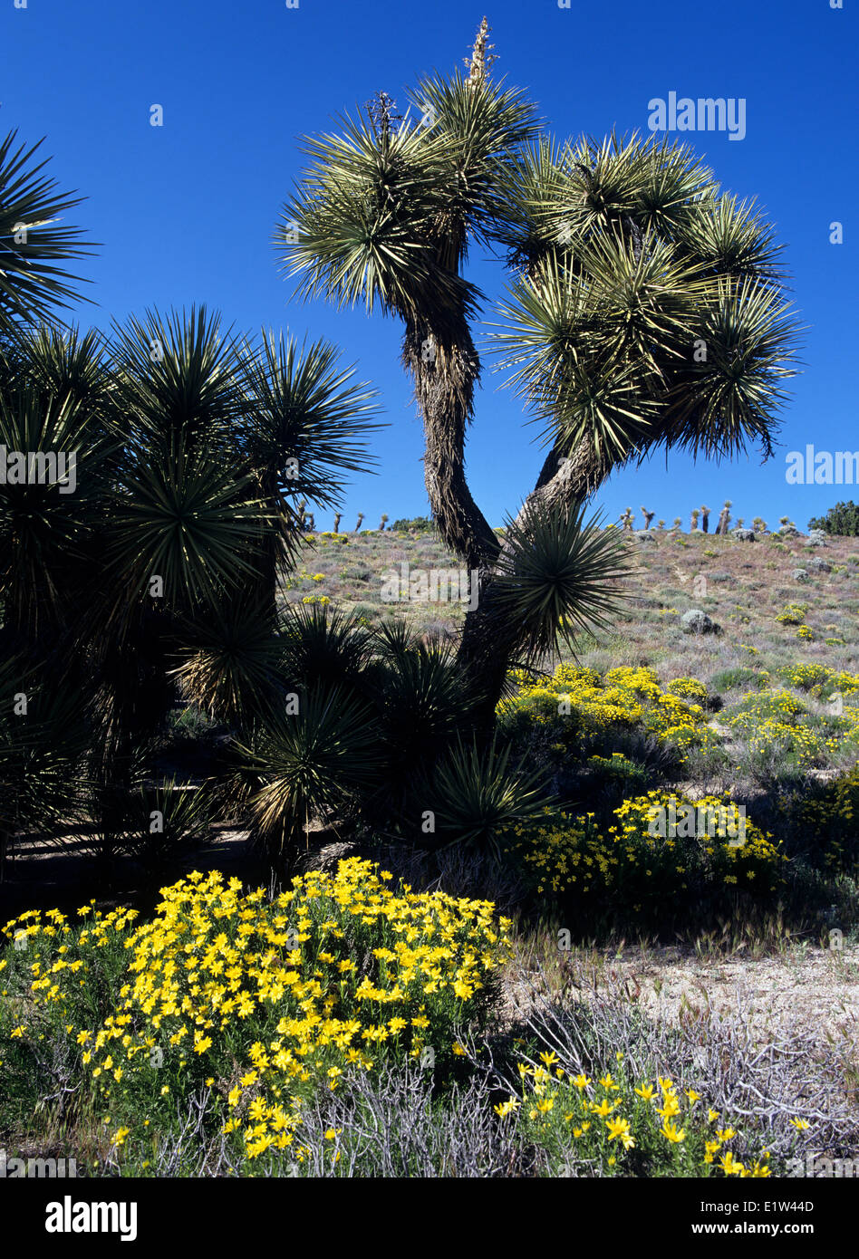 California palm tree van hi-res stock photography and images - Alamy