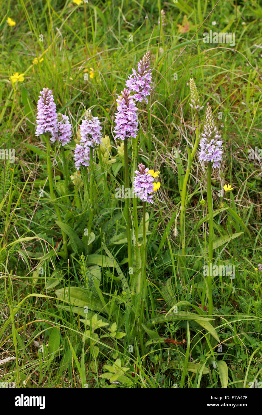 Common Spotted Orchid, Dactylorhiza fuchsii, Orchidaceae. British wild ...