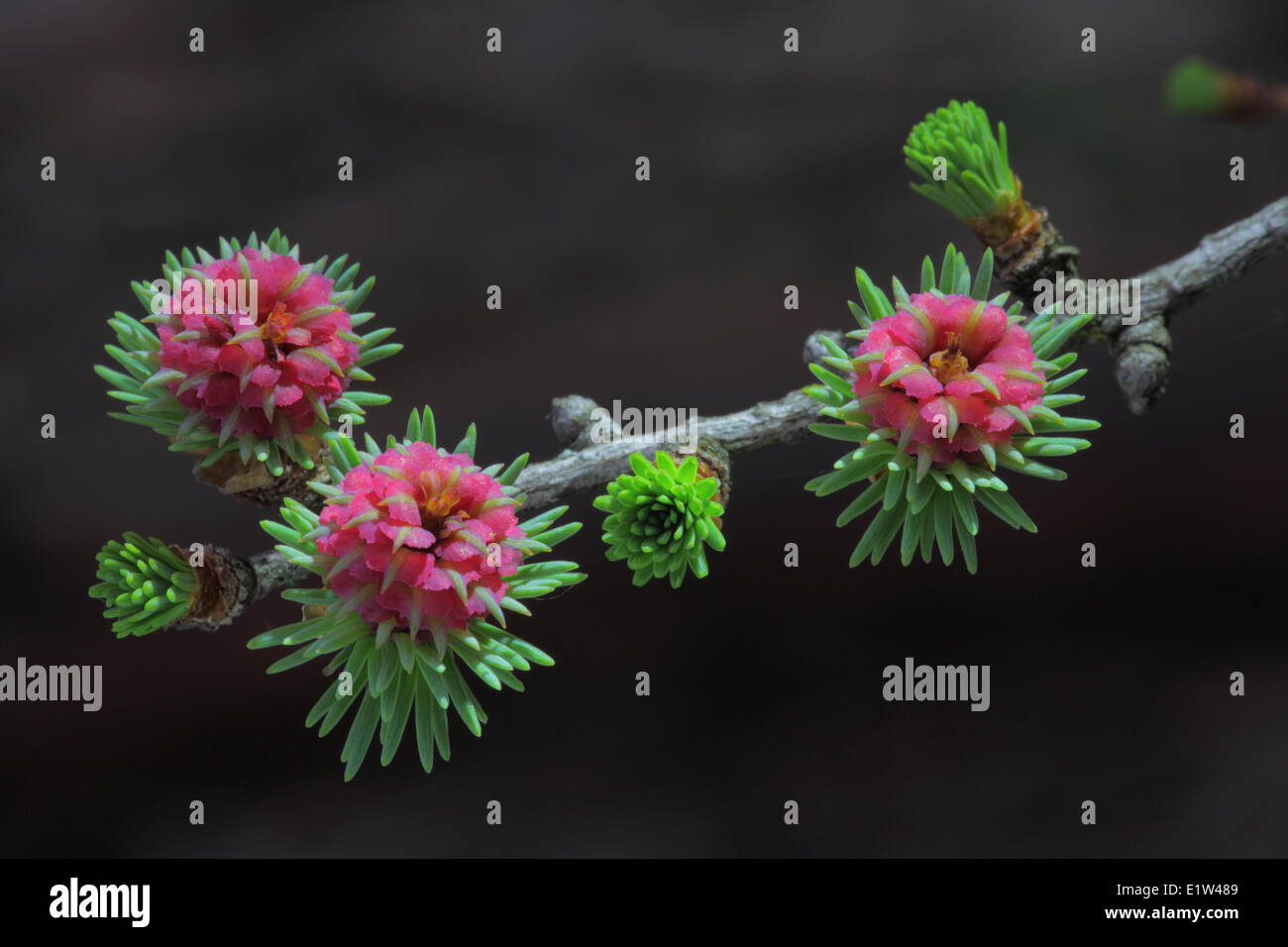 Larch in spring hi-res stock photography and images - Alamy