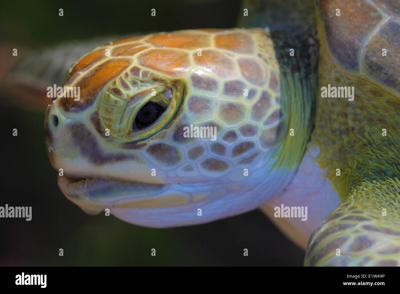 Sea Turtle, Eleuthera, Bahamas Stock Photo - Alamy
