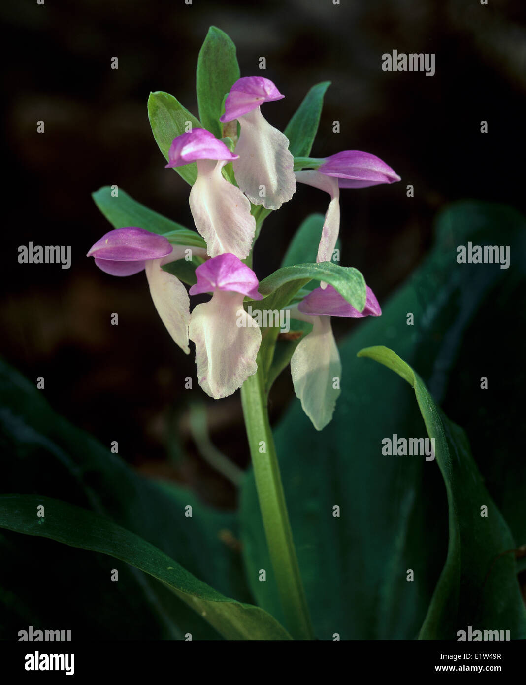 Orchis spectabilis ontario hi-res stock photography and images - Alamy