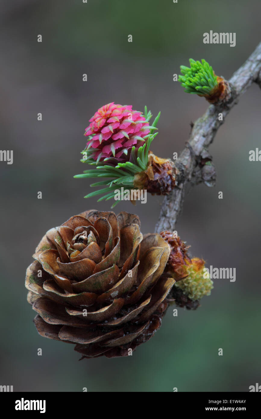 Old growth larch hi-res stock photography and images - Alamy