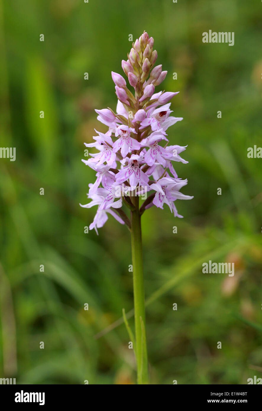 British wild orchids hi-res stock photography and images - Alamy