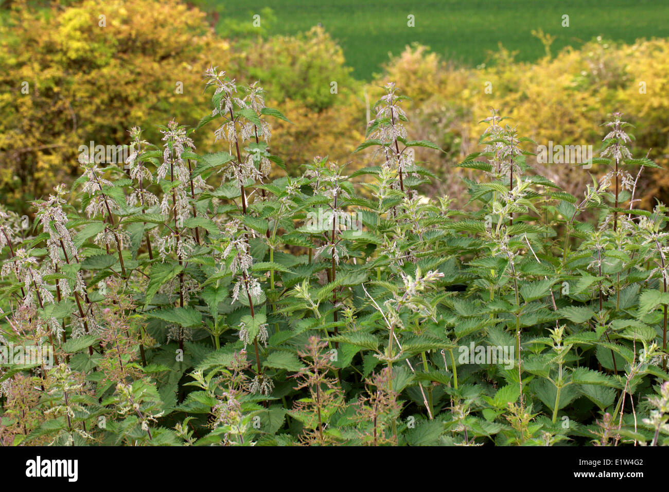 Urticaceae hi-res stock photography and images - Alamy
