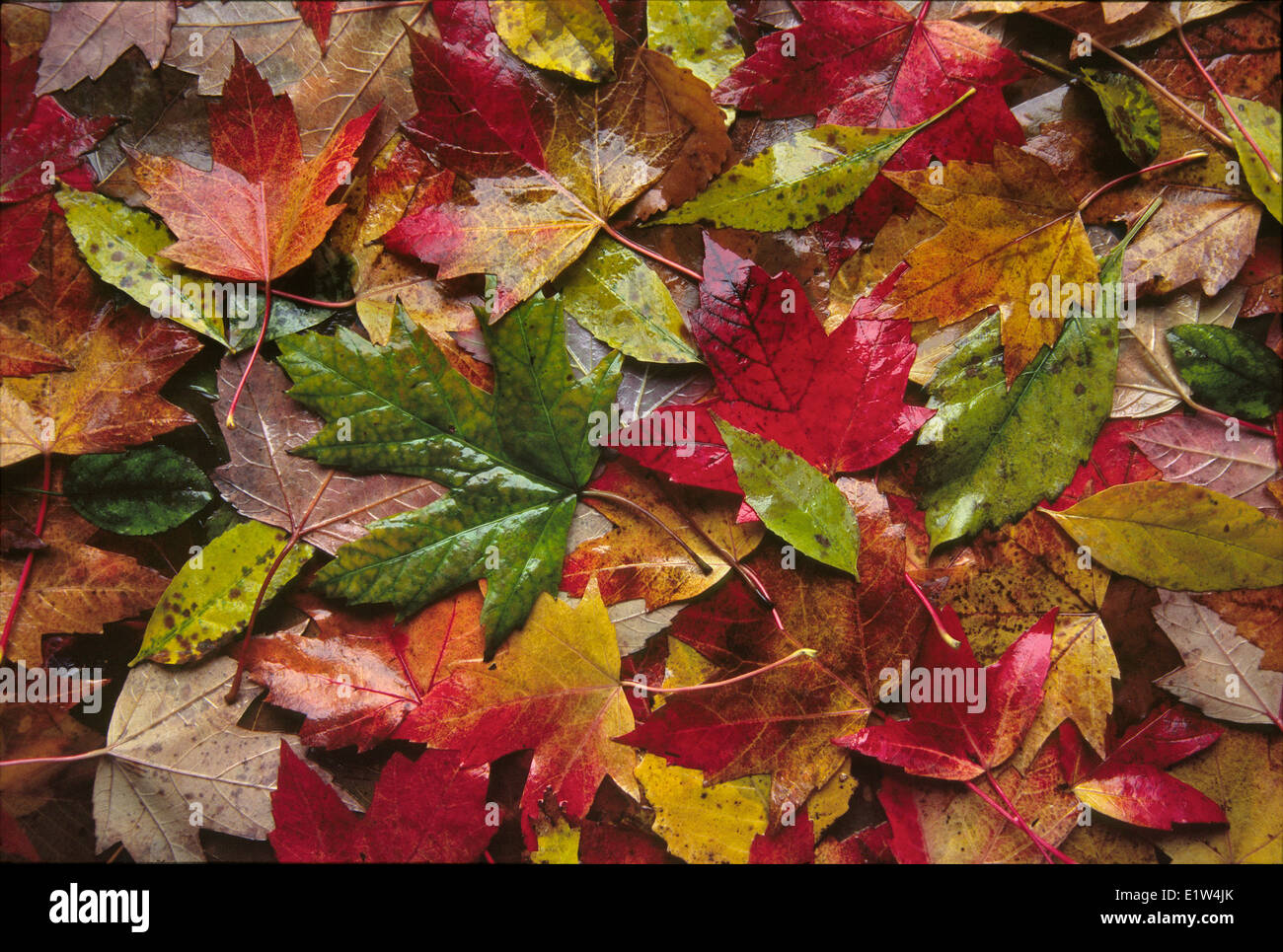 Feuilles rouges hi-res stock photography and images - Alamy