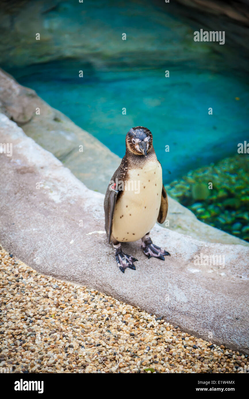Penguin cold landscape hi-res stock photography and images - Alamy