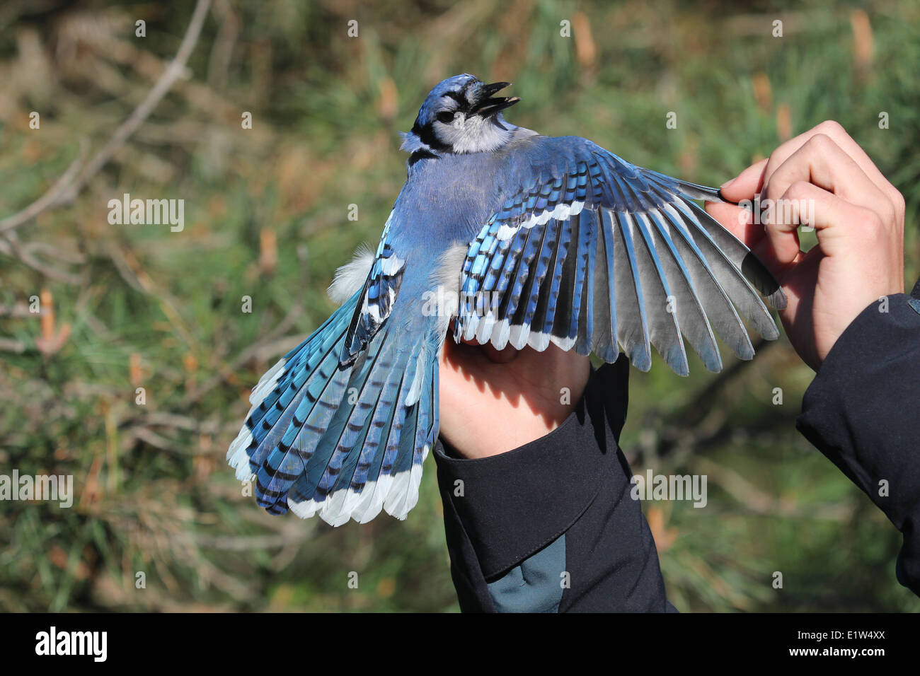 Blue Jay Wings