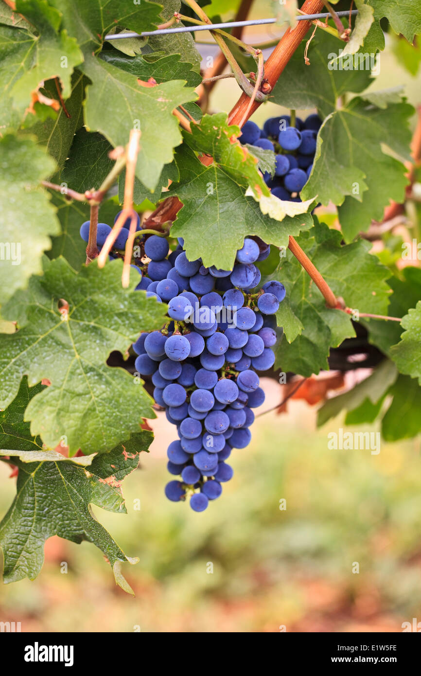 Grapes on vine vertical hi-res stock photography and images - Alamy