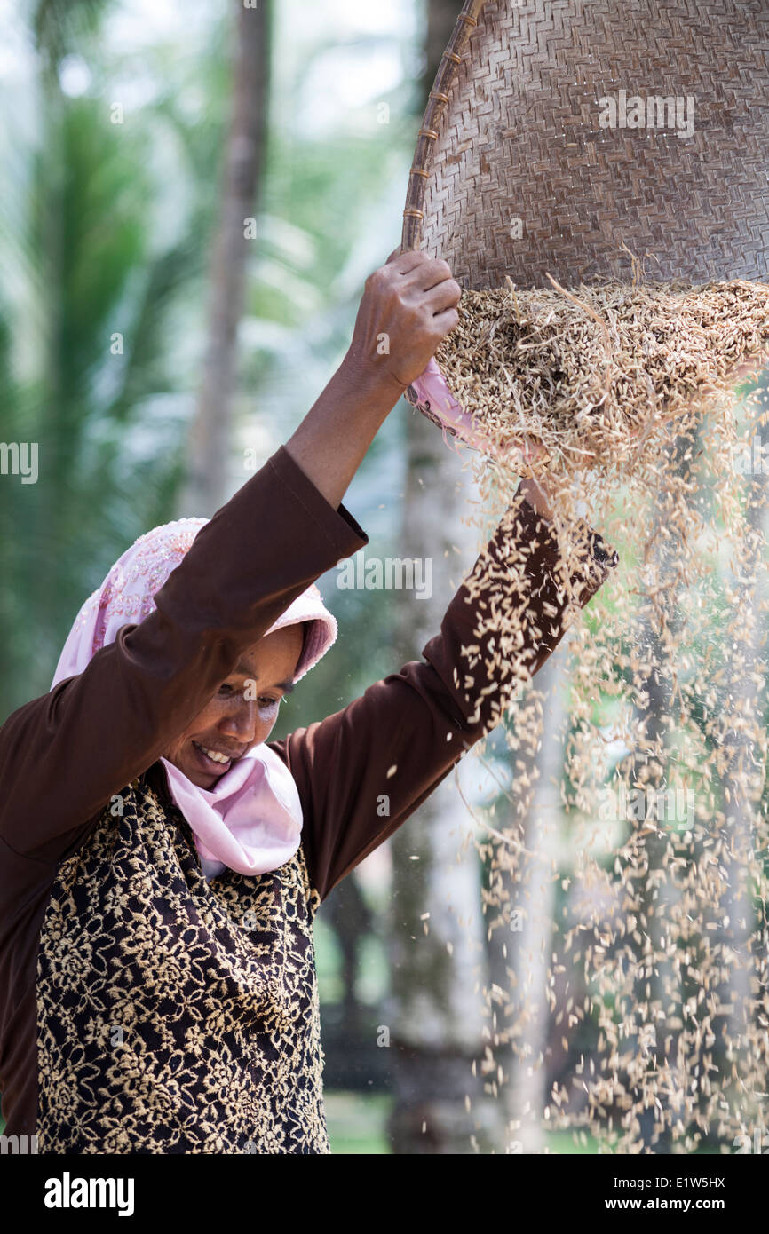 Woman Sifting Rice High Resolution Stock Photography and Images - Alamy