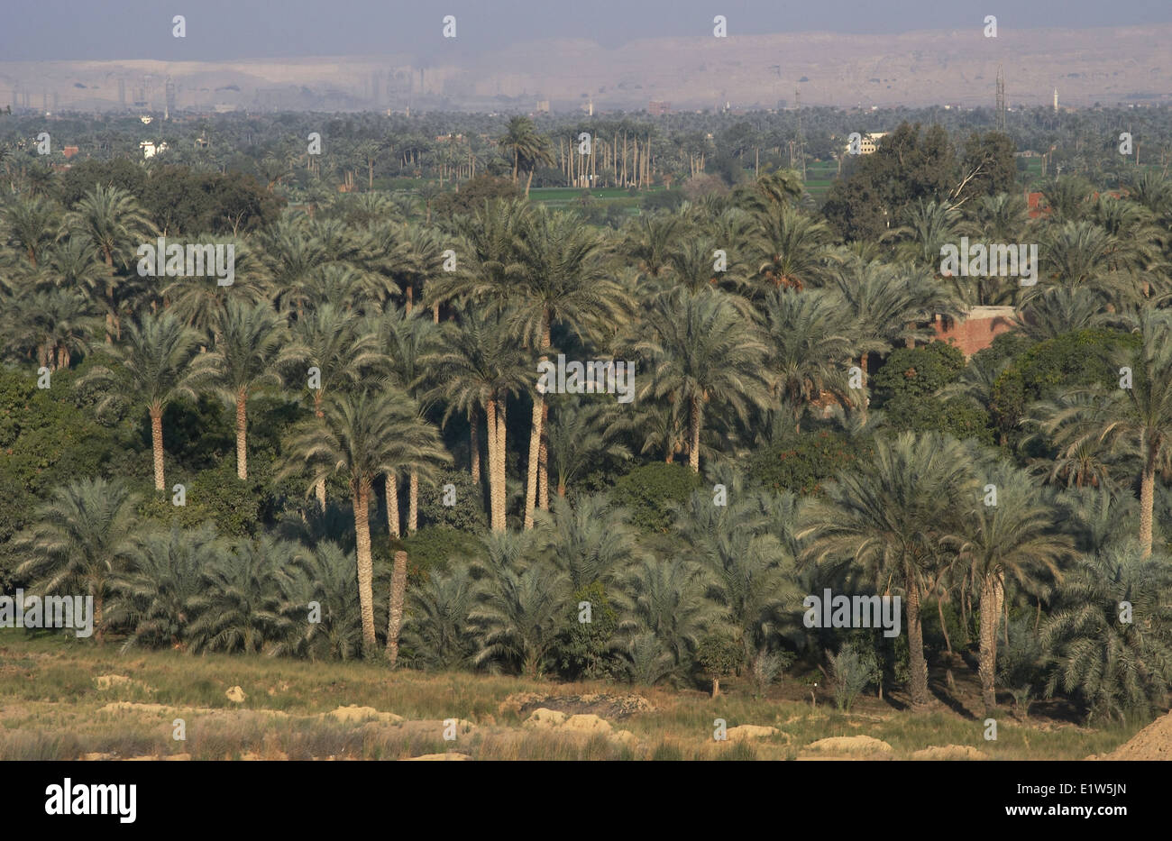 Egypt Palm Trees High Resolution Stock Photography and Images - Alamy