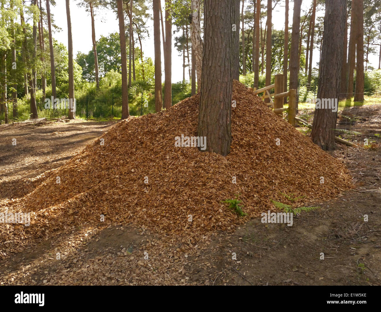 Center Parcs at Woburn Forest Stock Photo - Alamy