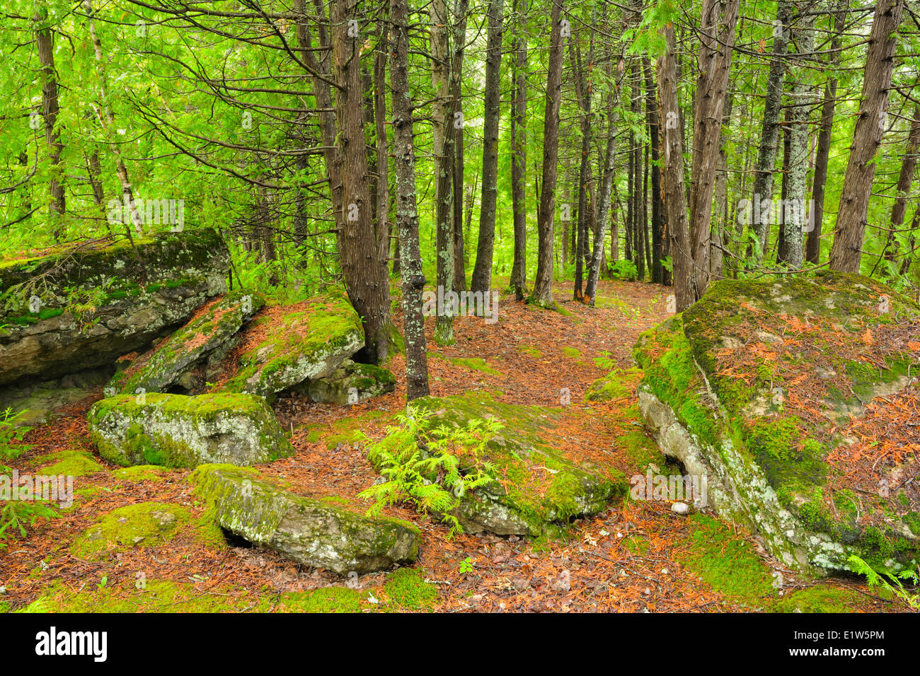 Interior forest hi-res stock photography and images - Alamy
