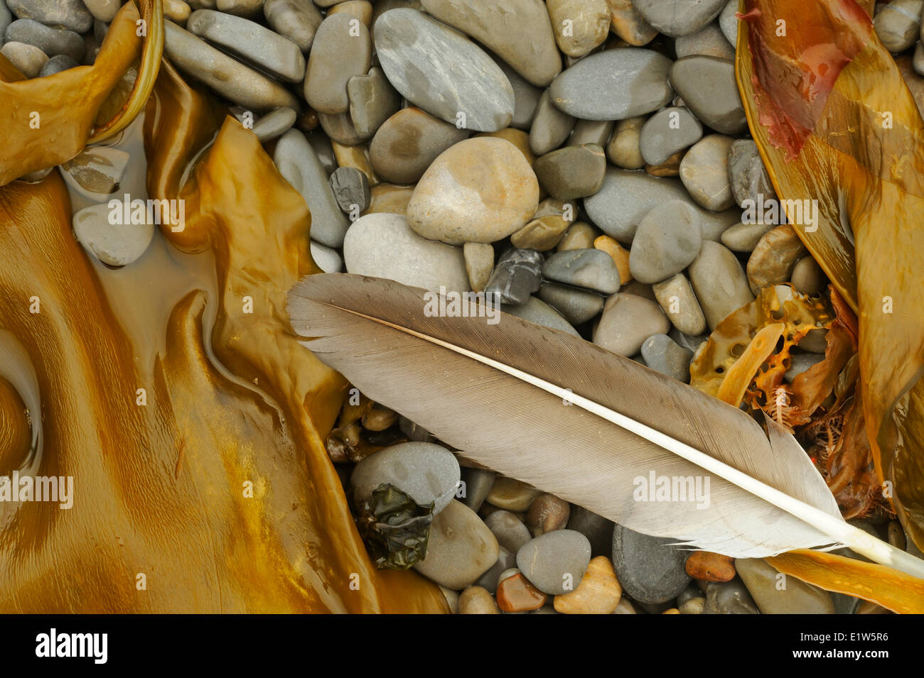 Feather, seaweed and rocks along the shoreline of the Atlantic Ocean ...