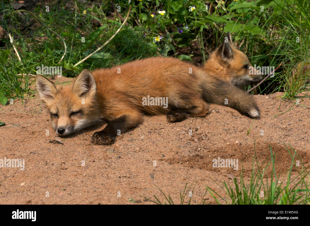 Red fox kits sleeping hi-res stock photography and images - Alamy
