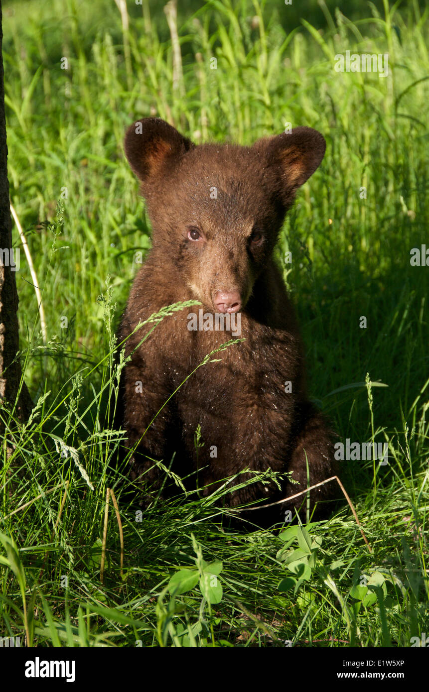 American black bear cub, Ursus americanus, cinnamon color phase. North ...